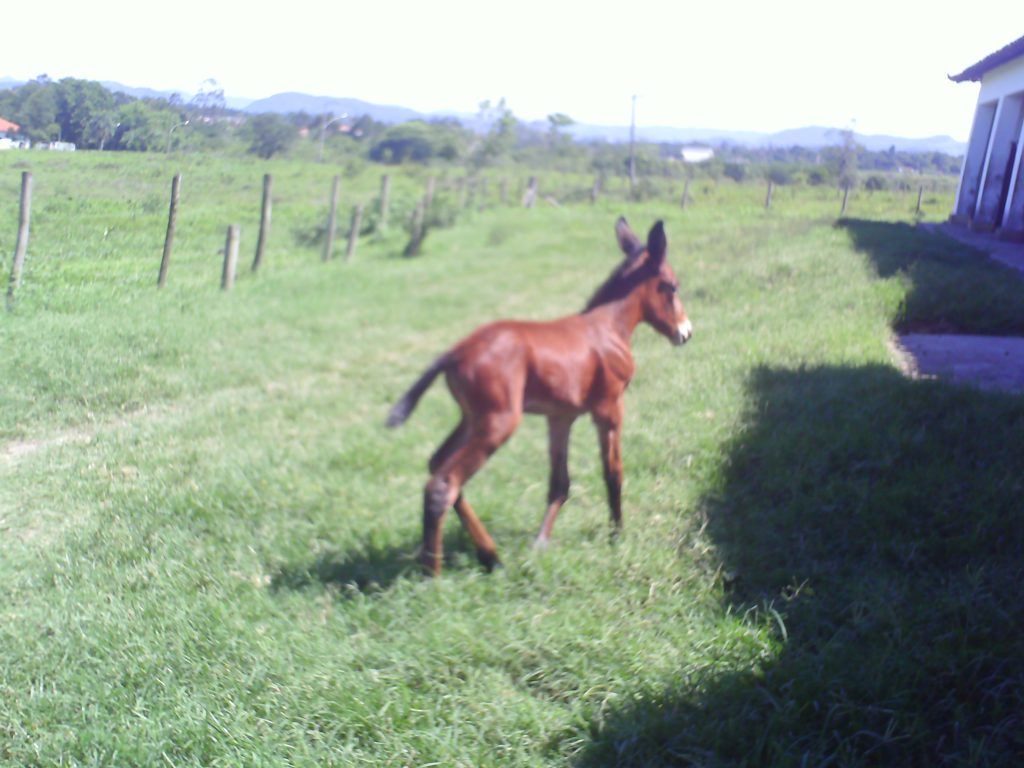 Setor de Equideocultura - UFRRJ