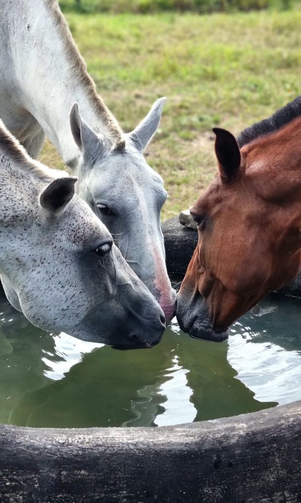 Setor de Equideocultura - UFRRJ